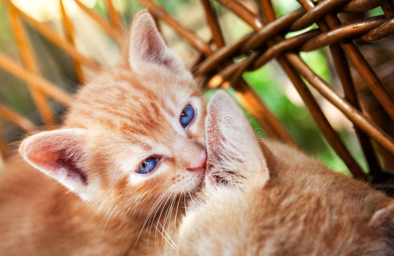 Fluffy cute yellow kitten stock image. Image of lovable - 80203159
