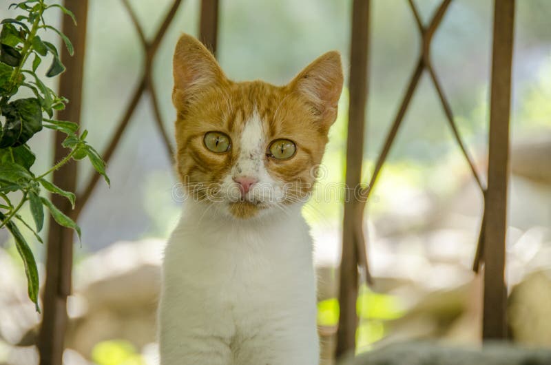 Cute kitten looking stock image. Image of yellow, kitten - 116082133