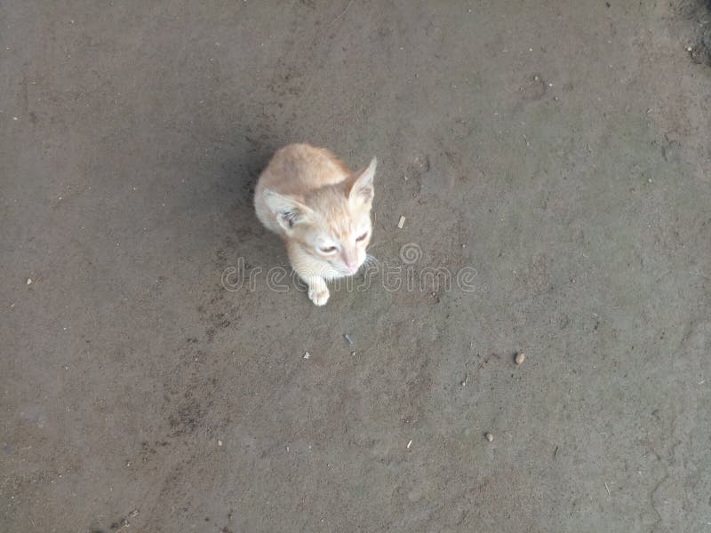The Cute Yellow Kitten in the Photo from Above Stock Photo - Image of ...