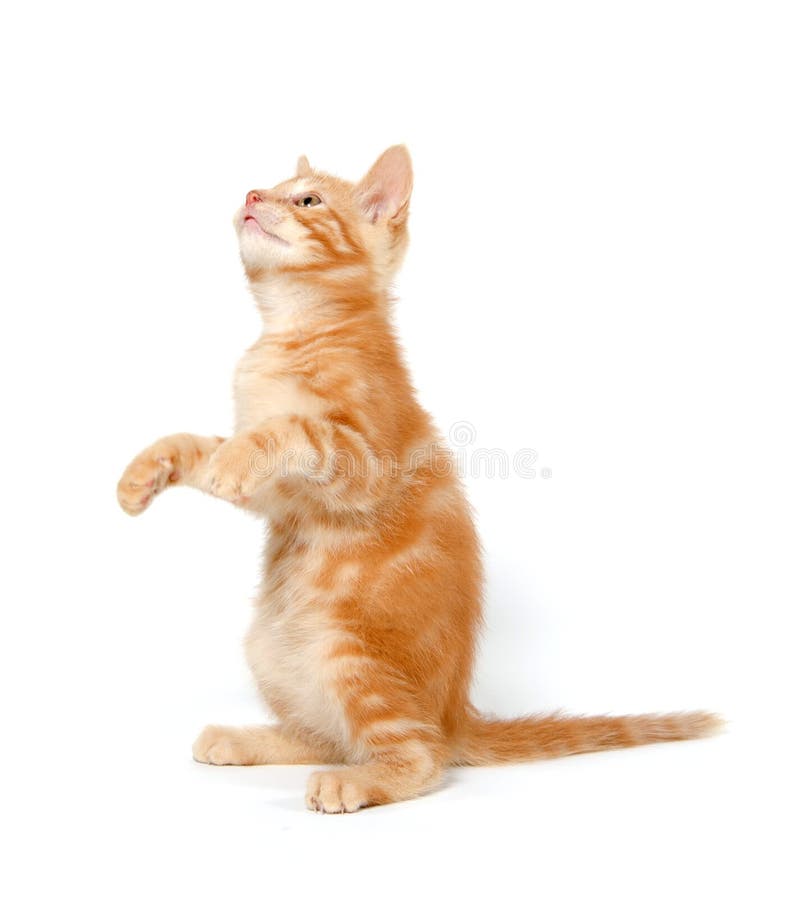 Cute Yellow Kitten on White Stock Photo - Image of kitty, animal: 21055978