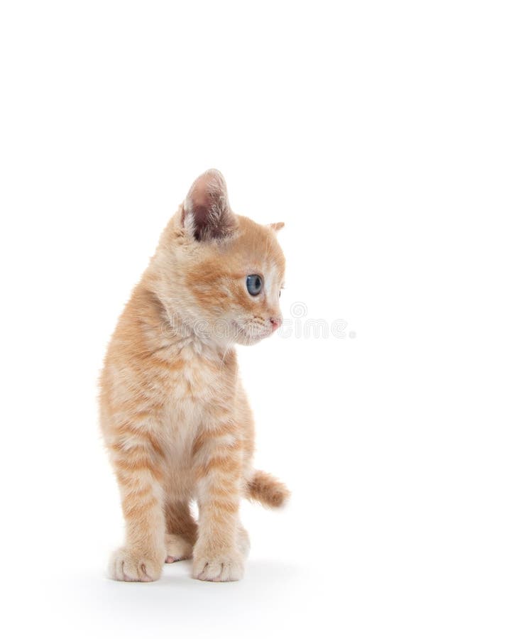 Cute Yellow Kitten on White Stock Photo - Image of isolated, baby ...