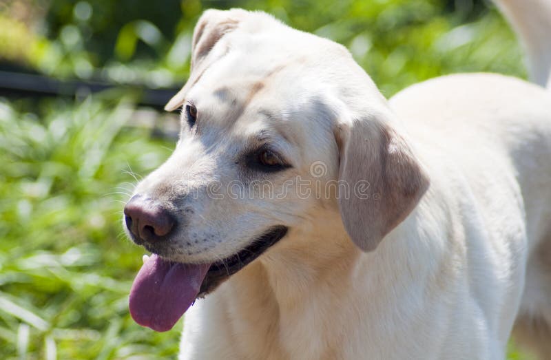 Cute Yellow Lab stock image. Image of closeup, laying - 19210909