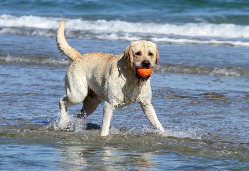 Cute Yellow Labrador with Orange Ball Stock Photo - Image of adorable ...