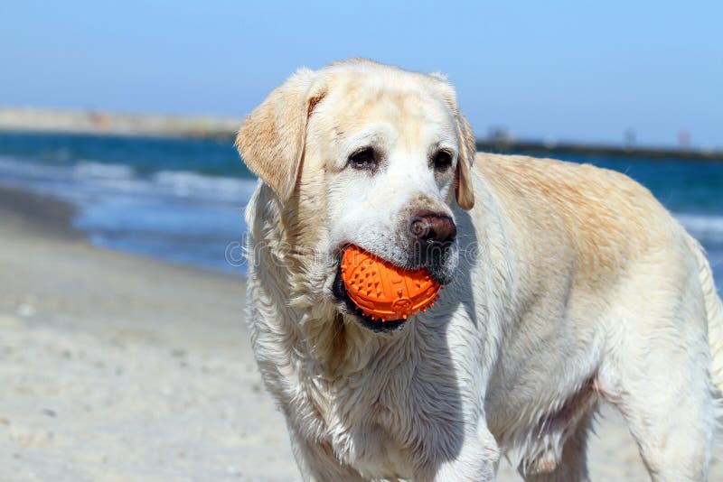 A Cute Yellow Labrador with Orange Ball Stock Image - Image of friend ...
