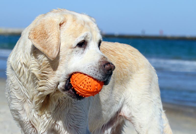 A Cute Yellow Labrador with Orange Ball Stock Photo - Image of cute ...