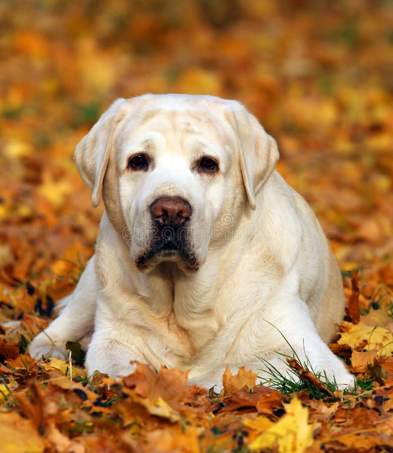 A Cute Yellow Labrador in the Park in Autumn Stock Image - Image of ...