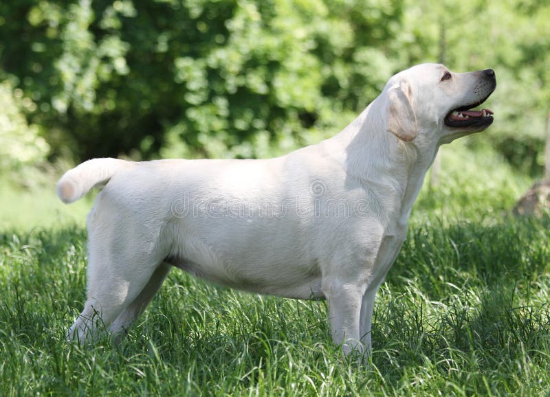 Cute Yellow Labrador in the Park Stock Image - Image of park, play ...