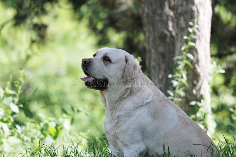 The Cute Yellow Labrador in the Park Stock Photo - Image of pale, child ...