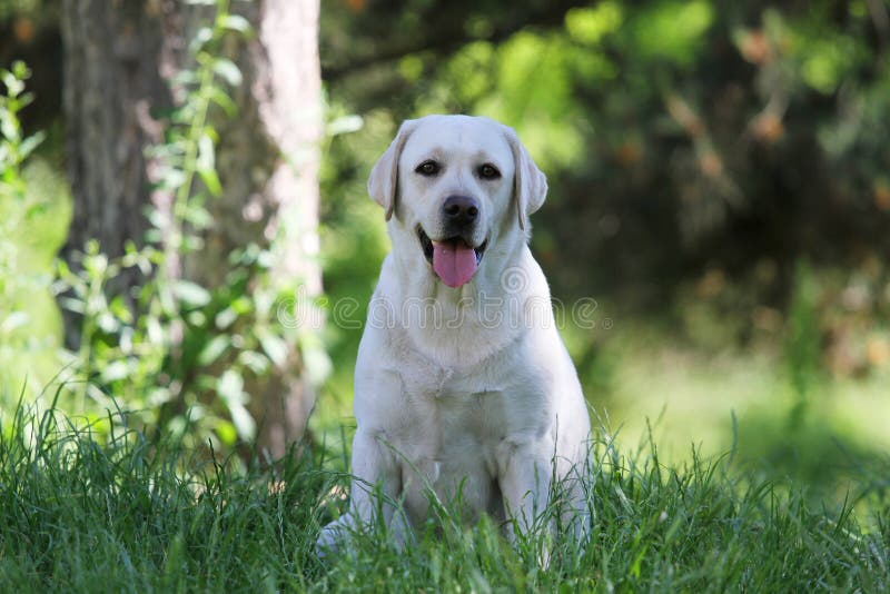 Cute Yellow Labrador in the Park Stock Photo - Image of looking, child ...