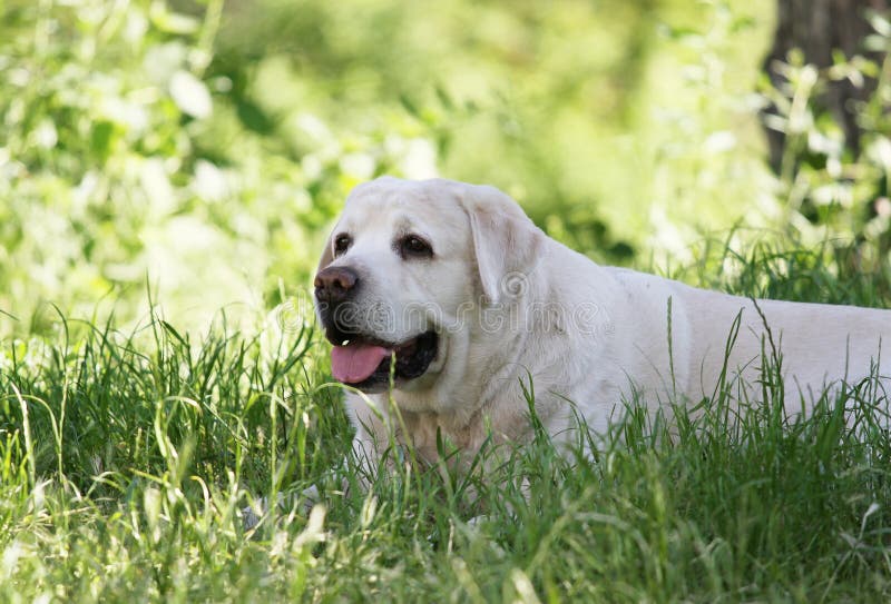 A Cute Yellow Labrador in the Park Stock Image - Image of retriever ...