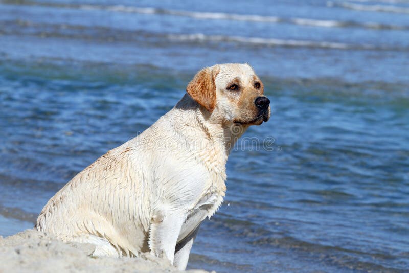 Cute Yellow Labrador Portrait Stock Photo - Image of cute, ball: 64288086