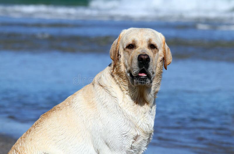 Cute Yellow Labrador Portrait Stock Image - Image of ball, labrador ...