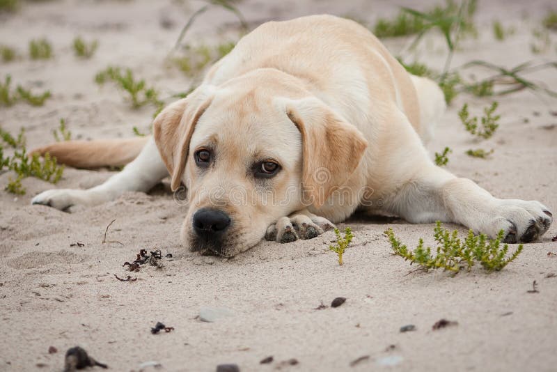 Cute yellow labrador puppy stock photo. Image of obedience - 44926536