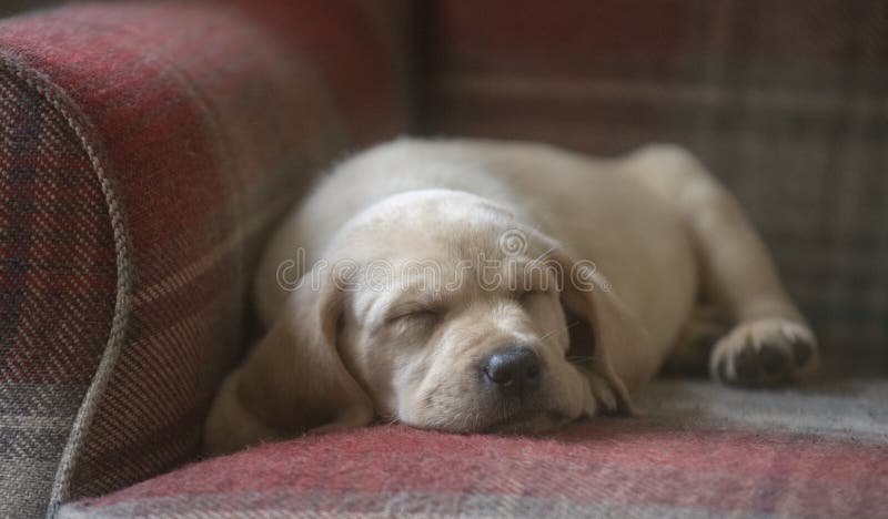 Cute Yellow Labrador Retriever Puppy Asleep Stock Photo - Image of ...