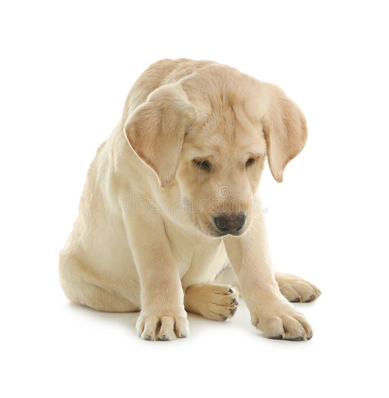 Cute Yellow Labrador Retriever Puppy Isolated Stock Photo - Image of ...