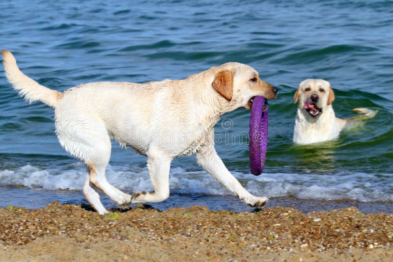 The Cute Yellow Labrador Running by the Sea Stock Image - Image of ...
