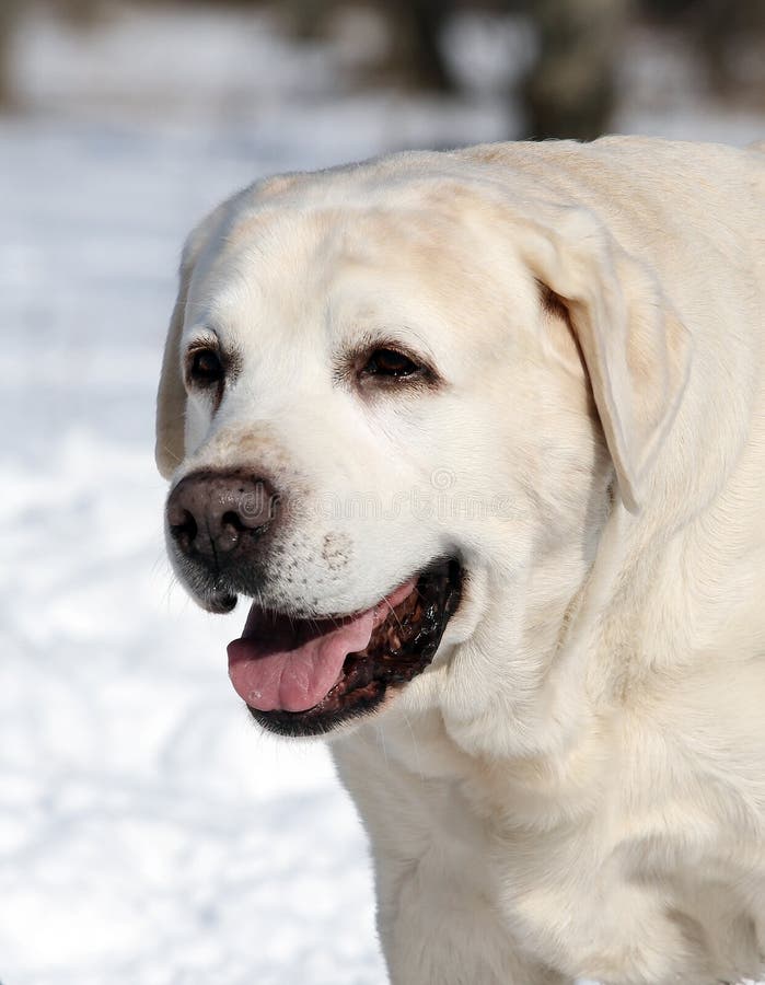 Cute Yellow Labrador in Winter in Snow Portrait Stock Image - Image of ...