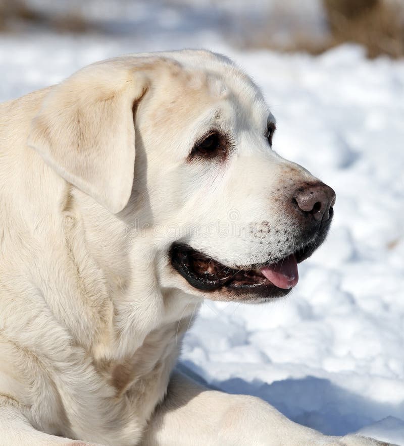 A Cute Yellow Labrador in Winter in Snow Portrait Stock Image - Image ...