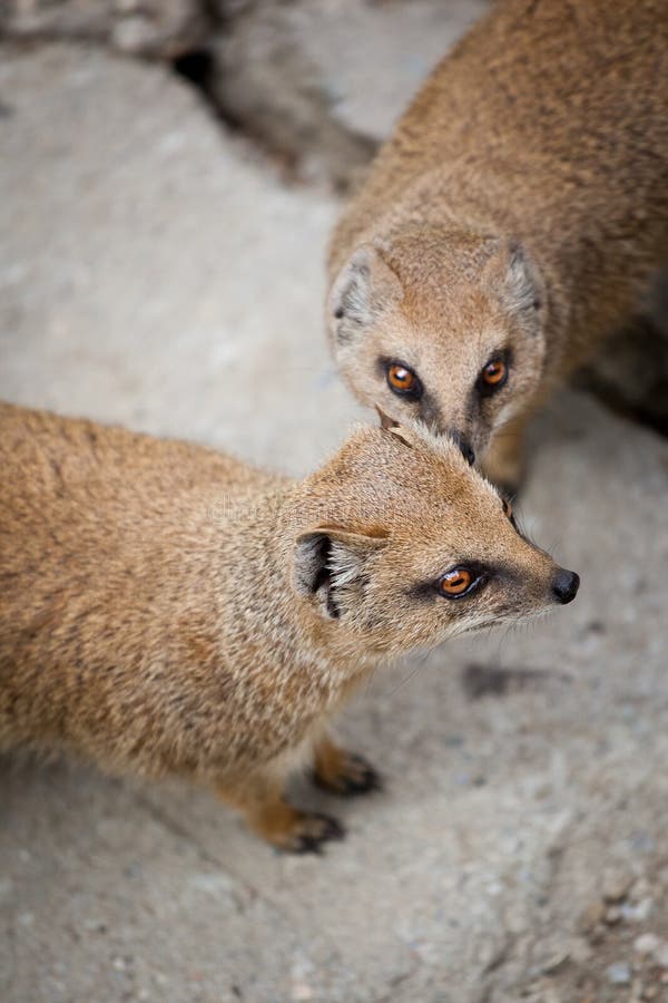 Cute Dog Waiting Patiently For His Master Stock Image - Image of hound ...