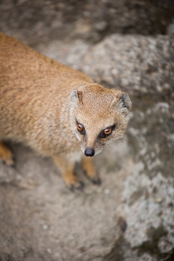 Cute yellow mongoose stock image. Image of insectivore - 21617797