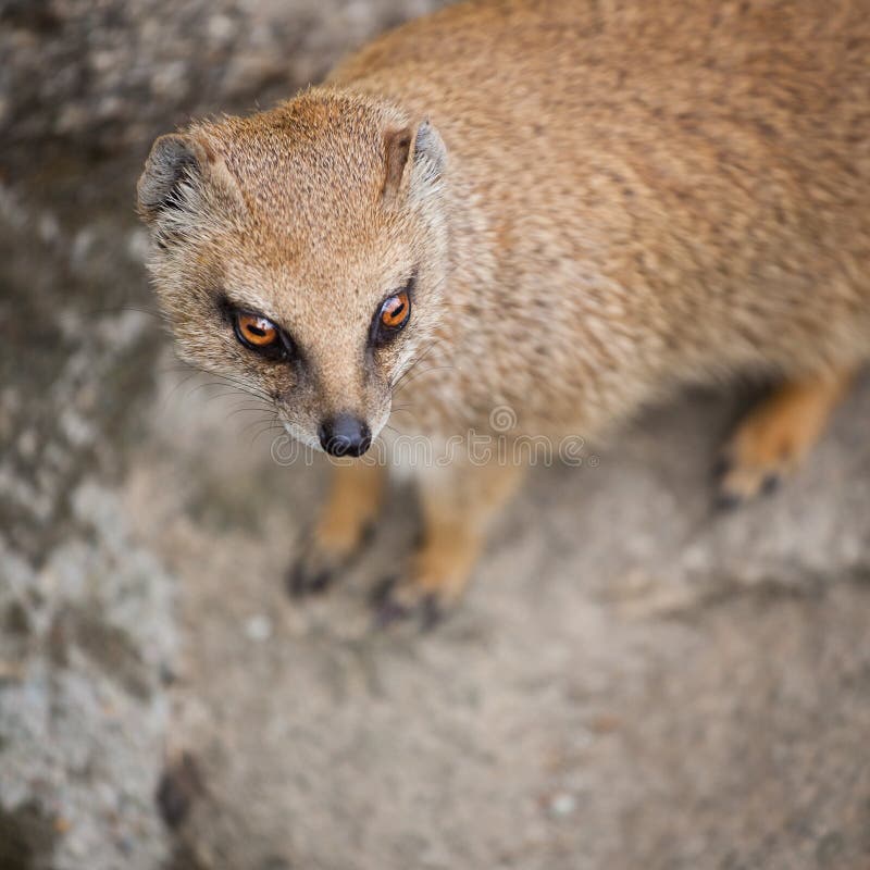 Cute yellow mongoose stock photo. Image of color, mammal - 21617800