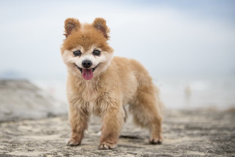 The cute yellow puppy stock photo. Image of familiaris - 72644092