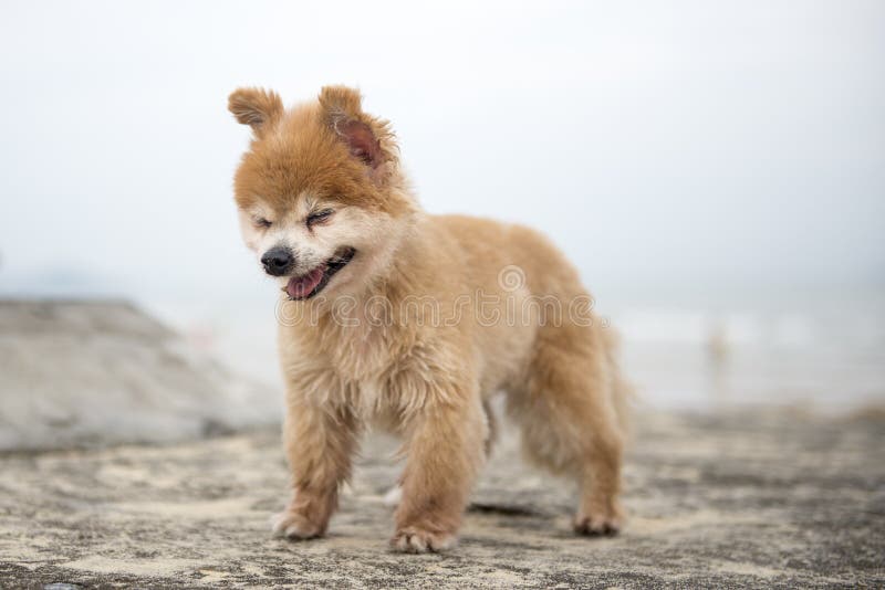 The cute yellow puppy stock photo. Image of individually - 72644144