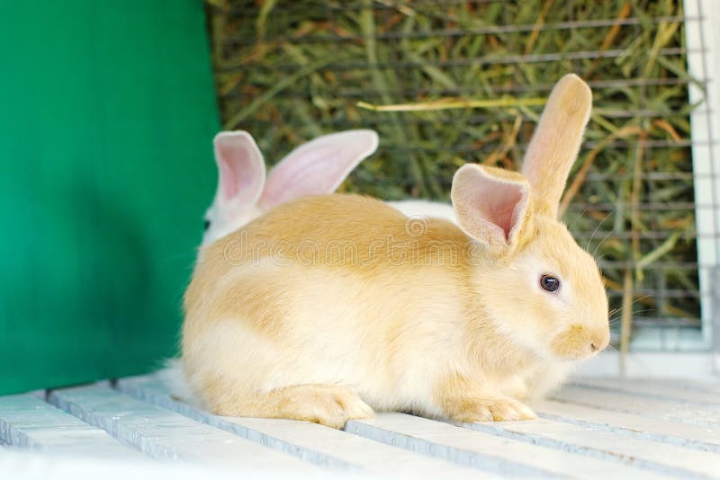 Cute yellow rabbit stock image. Image of fluffy, animal - 123038701