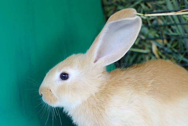 Cute yellow rabbit stock image. Image of fluffy, animal - 123038701
