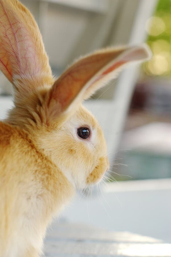 Cute yellow rabbit stock image. Image of fluffy, animal - 123038701