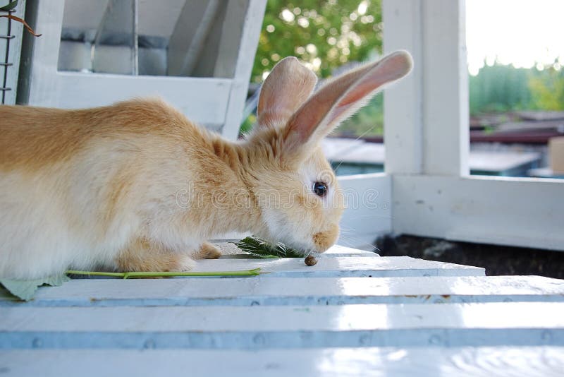 Cute yellow rabbit stock photo. Image of isolated, amazing - 123038666
