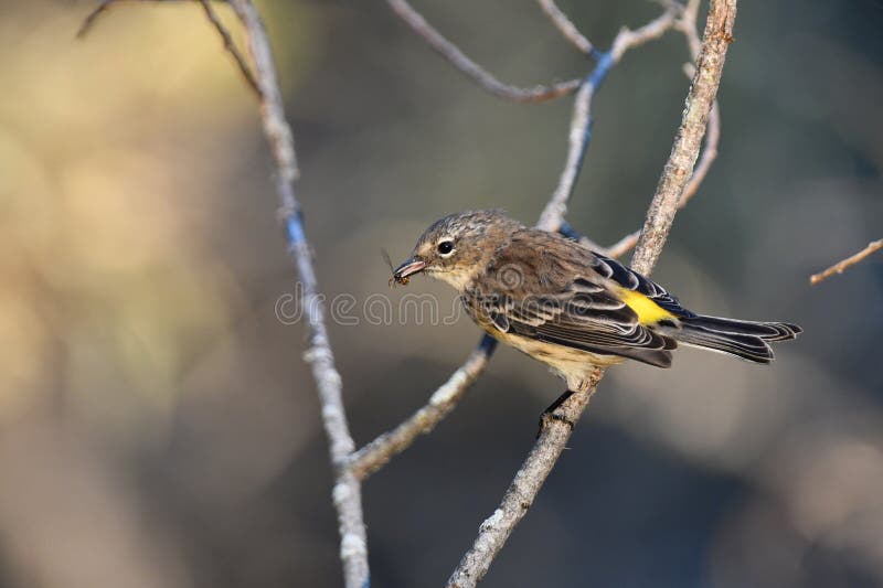 Cute Yellow-rumped Warbler Bird Stock Photo - Image of friendly ...