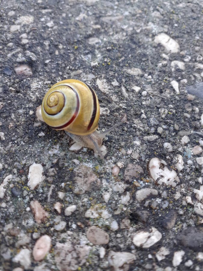 Cute yellow snail stock image. Image of food, geology - 201008249