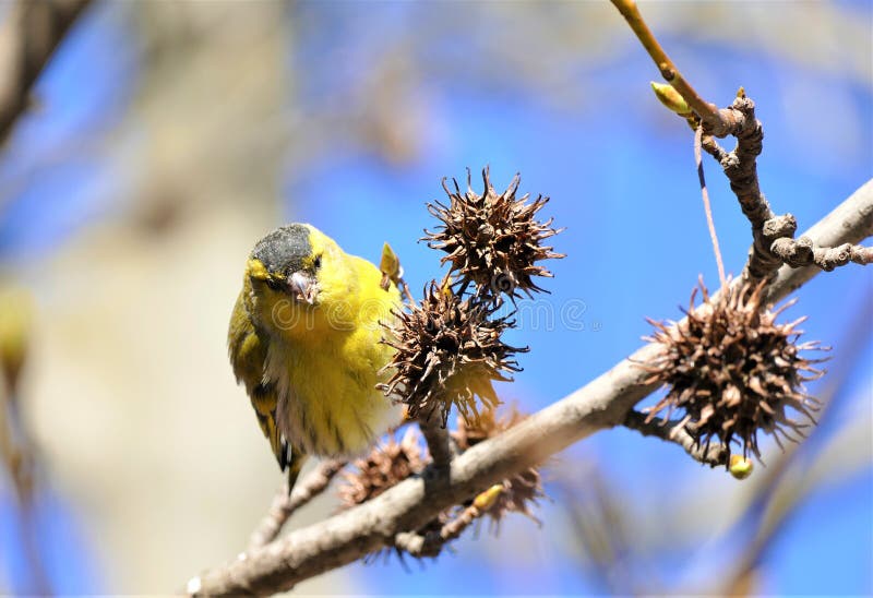 Cute Yellow Songbird in the Branch Stock Image - Image of cute, finch ...