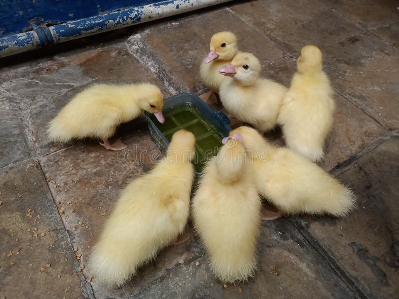 Cute Yellow Stuck-up Kids Group Drinking and Walking Stock Photo ...