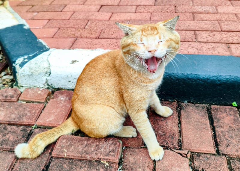Cute yellow tabby cat yawn stock photo. Image of yawn - 391837002
