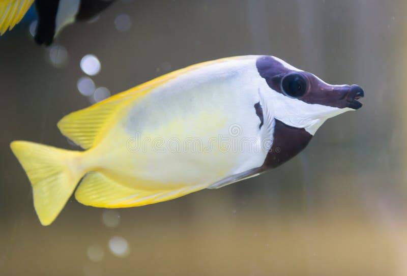 Cute yellow tang swimming. stock photo. Image of animal - 56518332