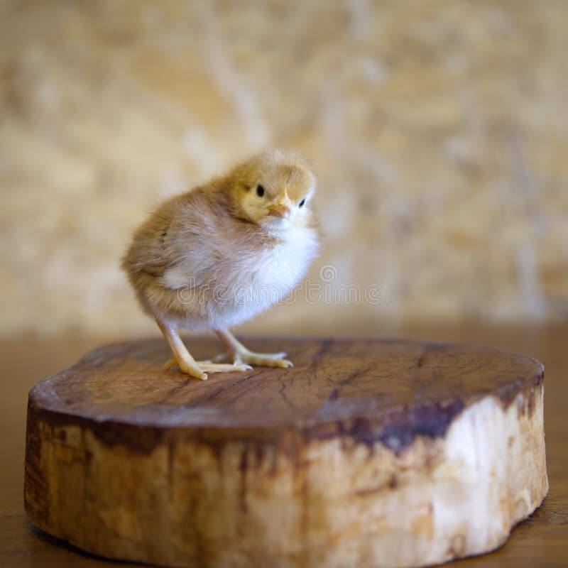 Cute Baby Chick Looking at the Camera Stock Image - Image of squirrel ...