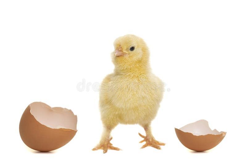 Two Cute Yellow Baby Chicks Stock Image - Image of farm, yellow: 82121937