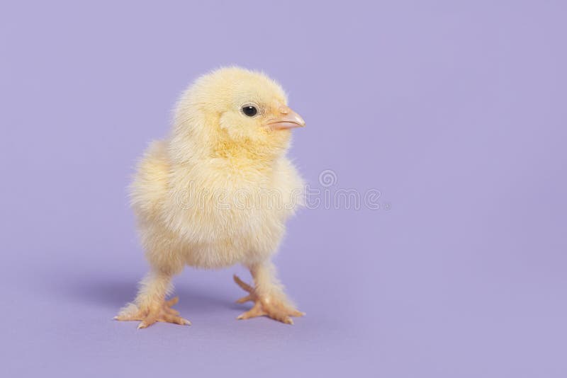 Two Cute Yellow Baby Chicks Stock Image - Image of farm, yellow: 82121937