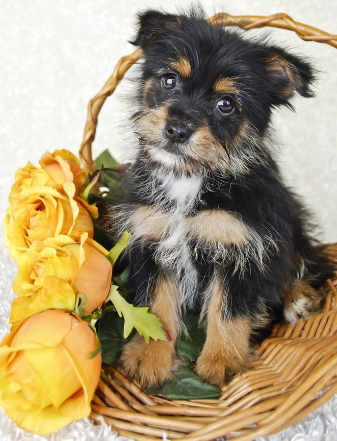 Easter Yorkie Puppy stock photo. Image of basket, canine - 29882244