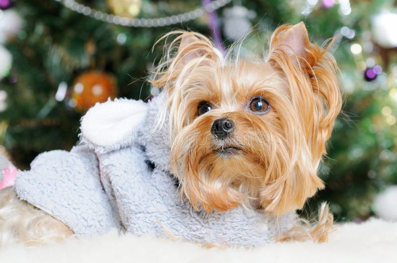 Cute Yorkshire Terrier stock photo. Image of breed, cheerful - 28106410
