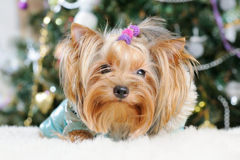 Cute Yorkshire Terrier stock image. Image of furry, looking - 28106255