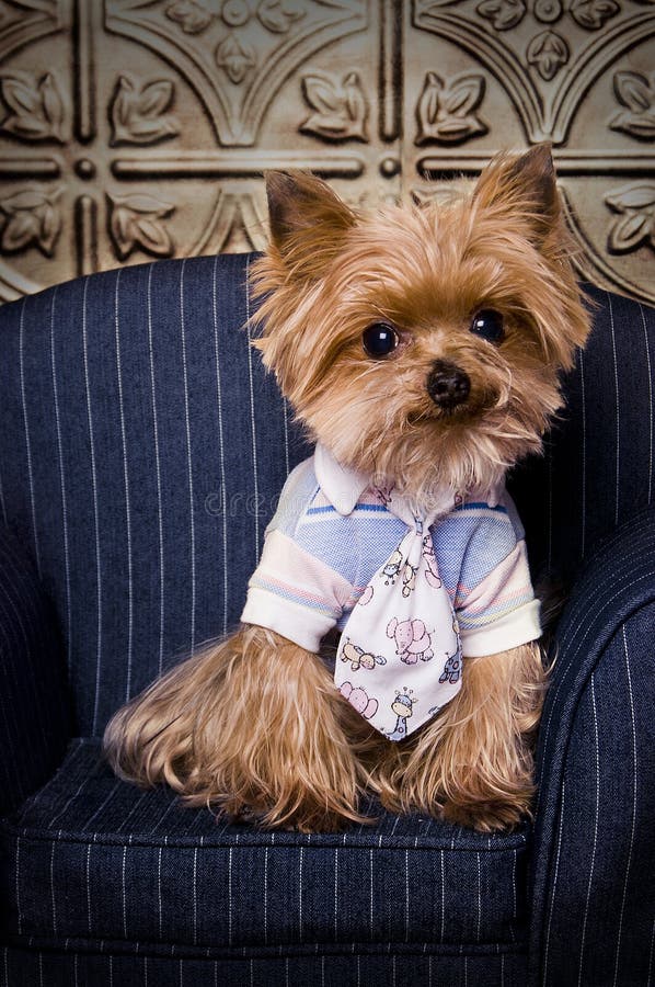 Cute Yorkshire-Terrier dog stock photo. Image of sofa - 21961596