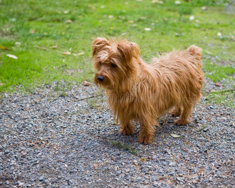 Small Scruffy Brown Terrier Dog Stock Photo - Image of scruffy, pretty ...