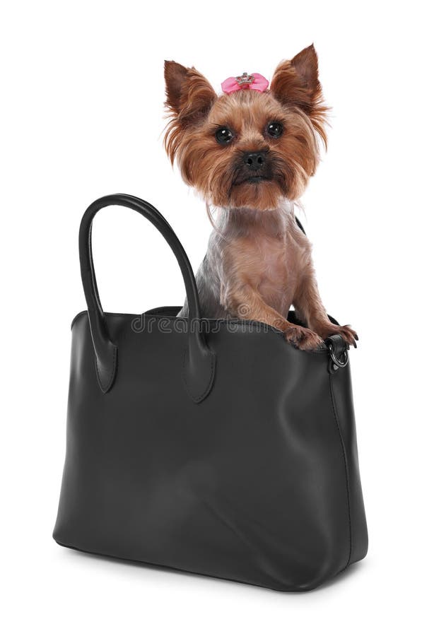 Cute Yorkshire Terrier Dog in Bag Isolated on White Stock Image - Image ...