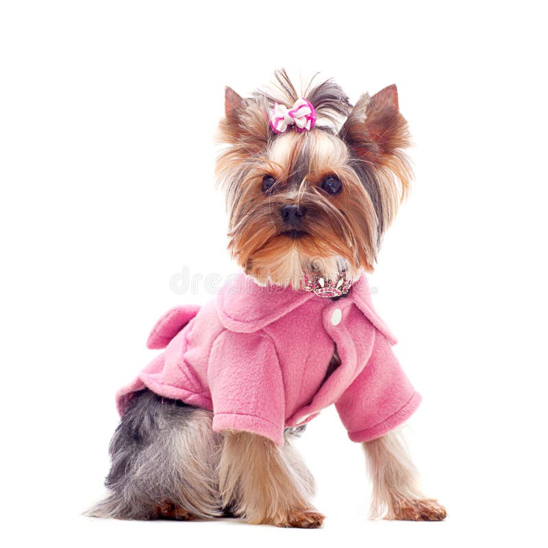 Cute Yorkshire Terrier in Pink Coat Stock Image - Image of sitting ...