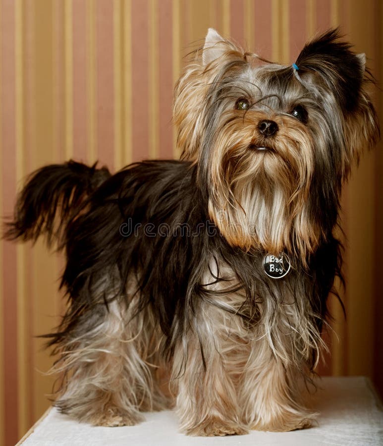 Cute Yorkshire Terrier Puppy Stock Image - Image of front, look: 11168347
