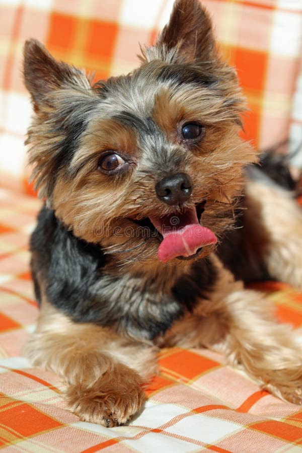 Cute Yorkshire Terrier stock photo. Image of pets, vertebrate - 76045720