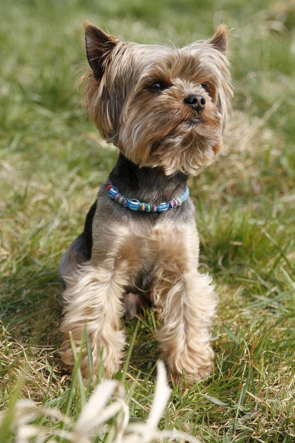 Cute yorkshire terrier stock image. Image of nature, portrait - 52799617